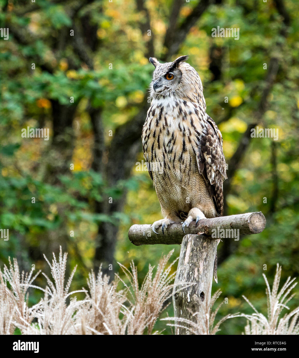 Die sibirische Uhu, Bubo bubo Sibiricus ist die größte Eule der Welt ...