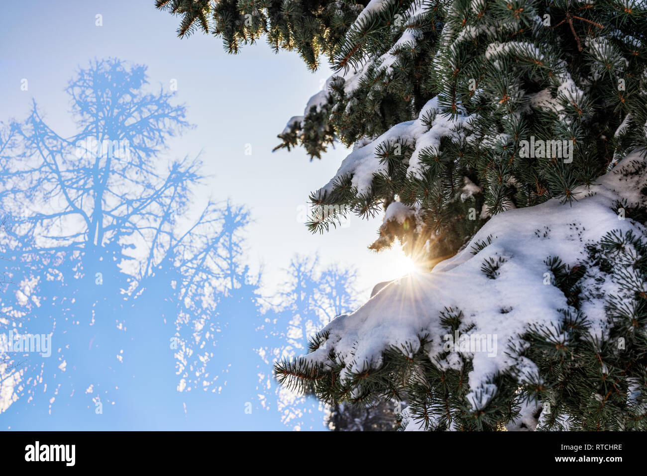 Fichte Kiefer Tanne Stockfotos und -bilder Kaufen - Alamy