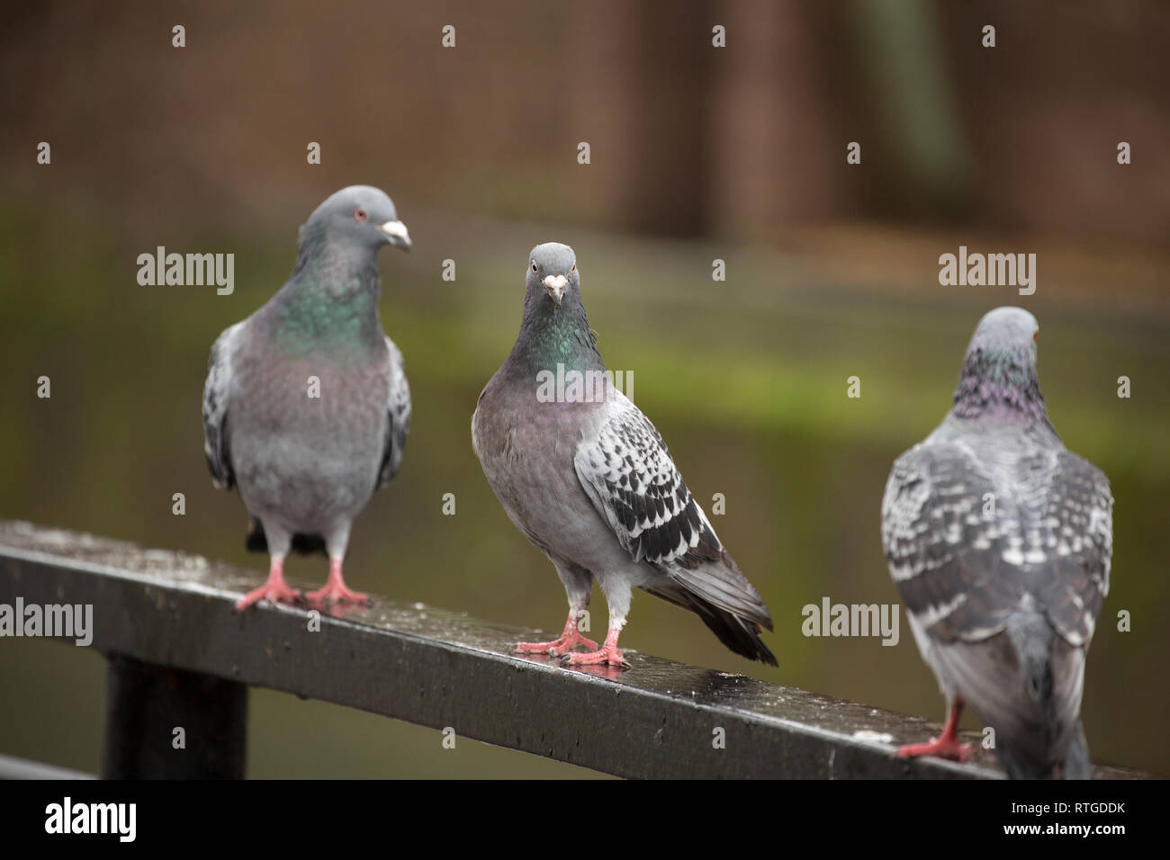 Drei wilde tauben -Fotos und -Bildmaterial in hoher Auflösung – Alamy