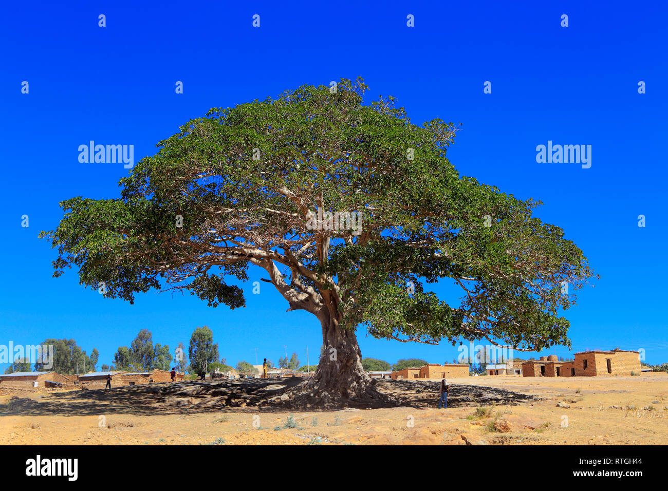 Wild Fig Tree Stockfotos und -bilder Kaufen - Alamy