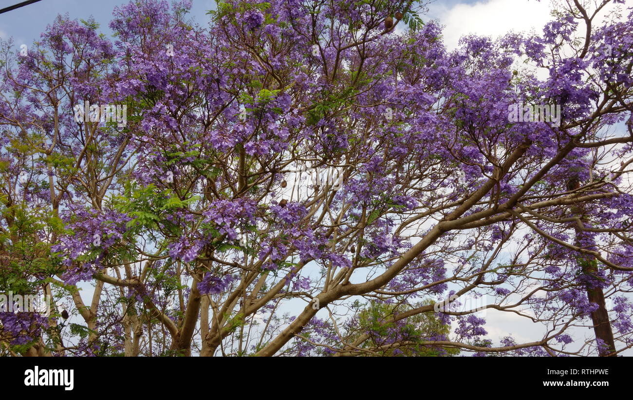 Hawaii blumen -Fotos und -Bildmaterial in hoher Auflösung – Alamy