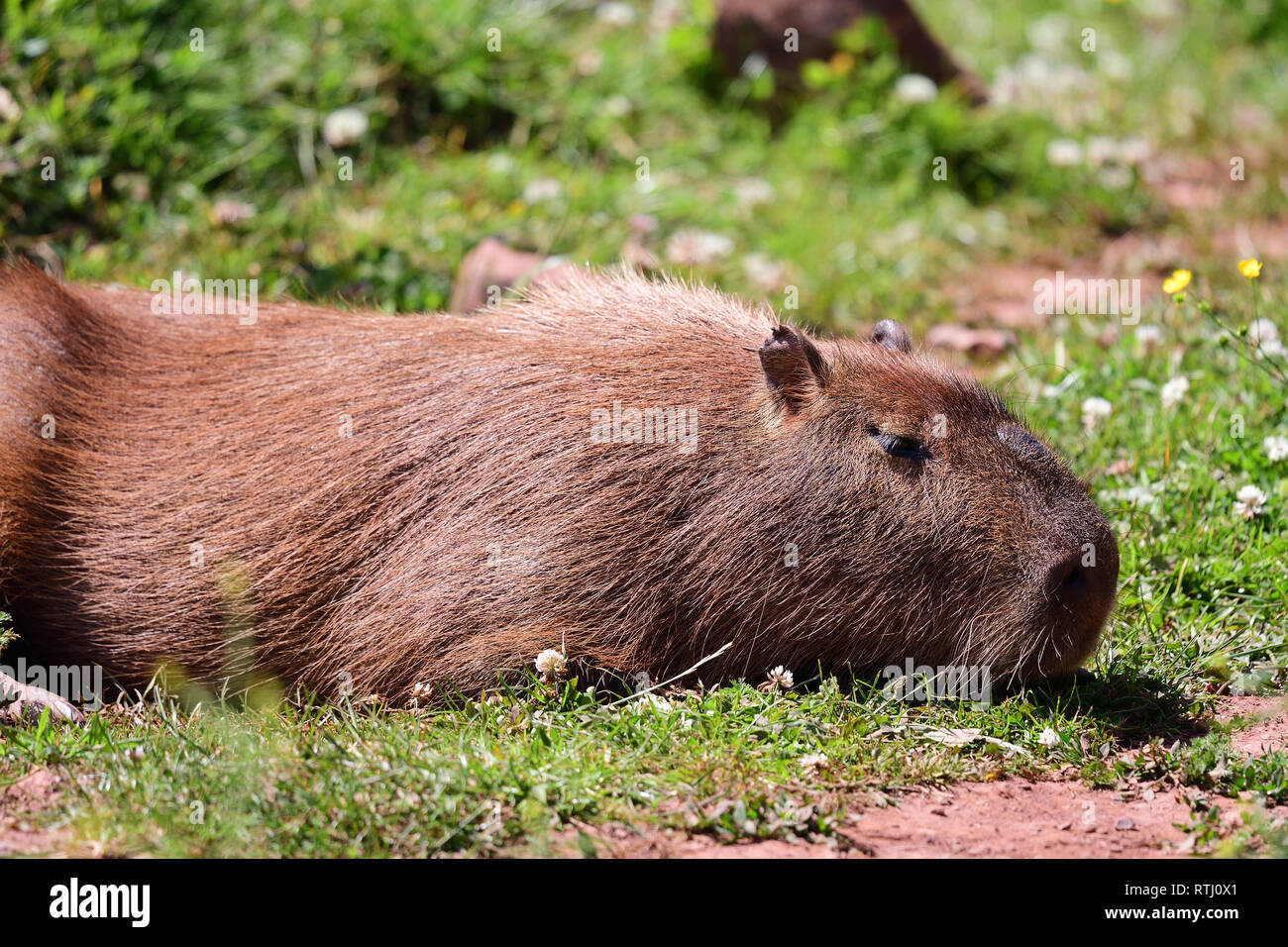 Capybara Im Gras Stockfotos und -bilder Kaufen - Alamy
