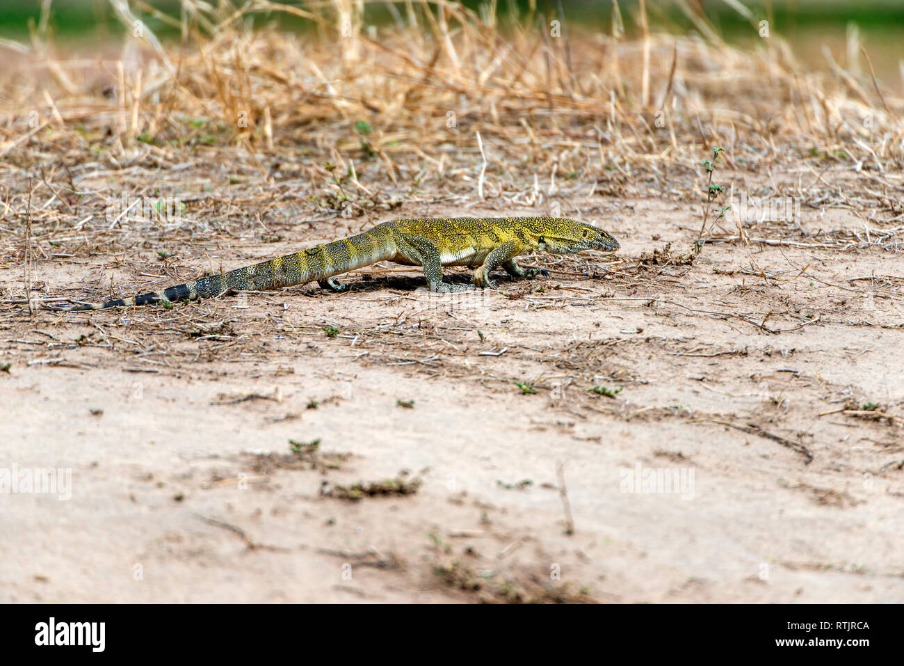 Savanne nil monitor -Fotos und -Bildmaterial in hoher Auflösung – Alamy