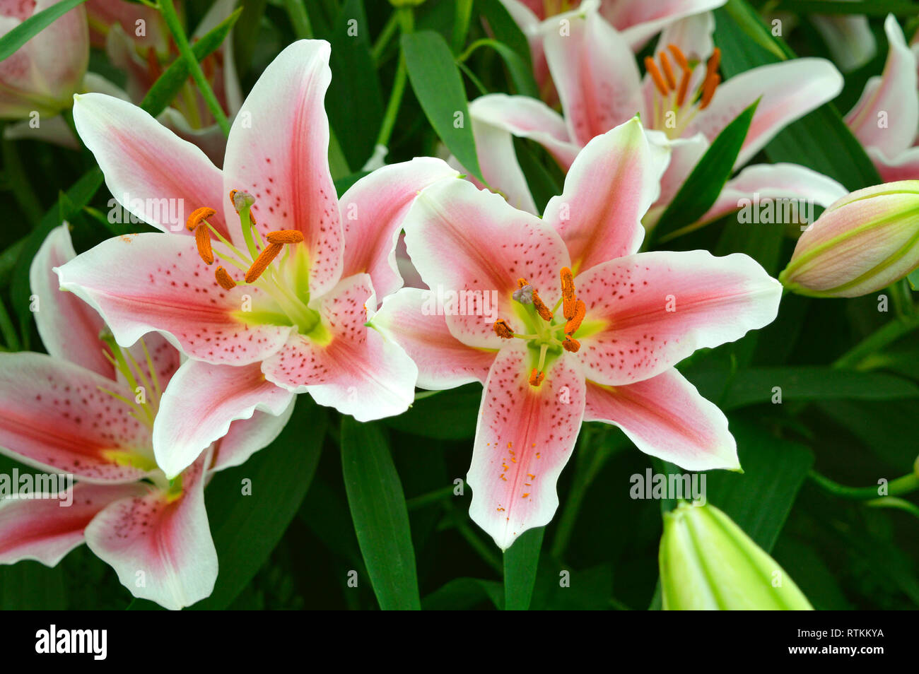 Partes de una planta con flores -Fotos und -Bildmaterial in hoher ...