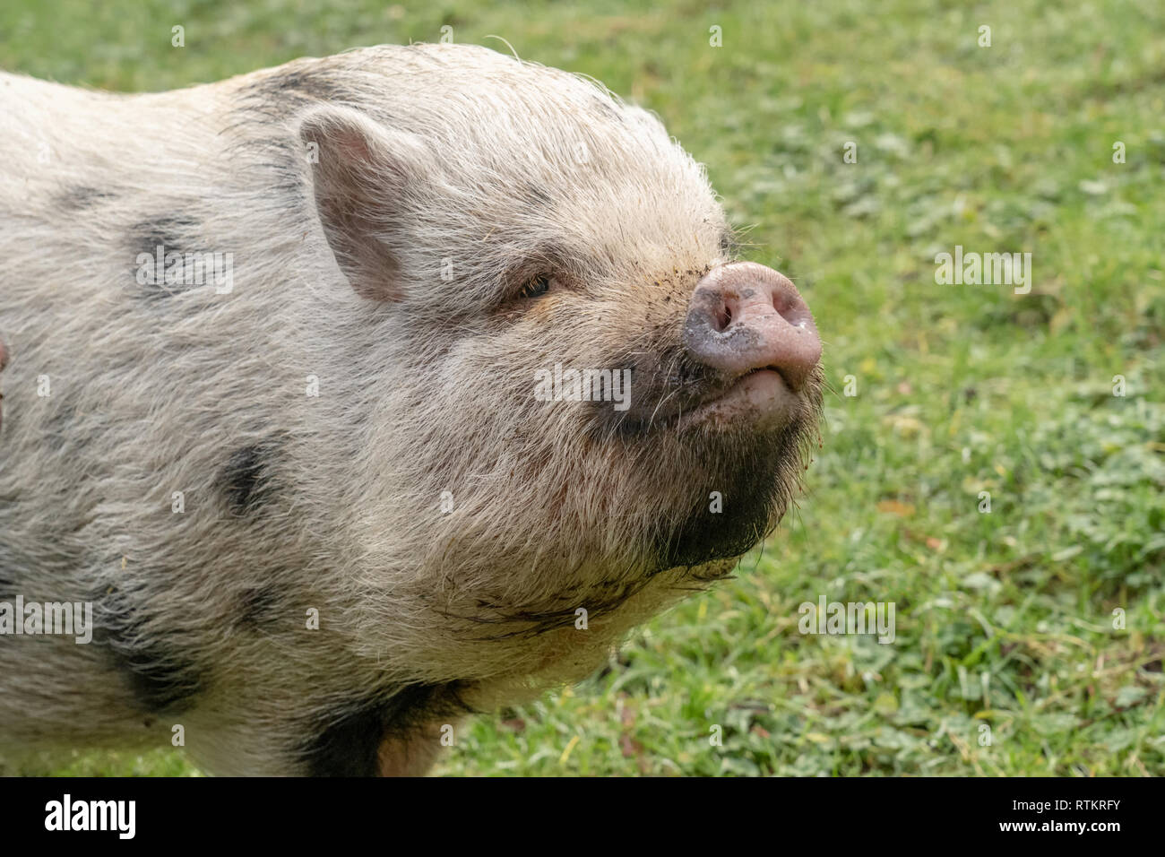 Painted Pig Stockfotos und -bilder Kaufen - Alamy