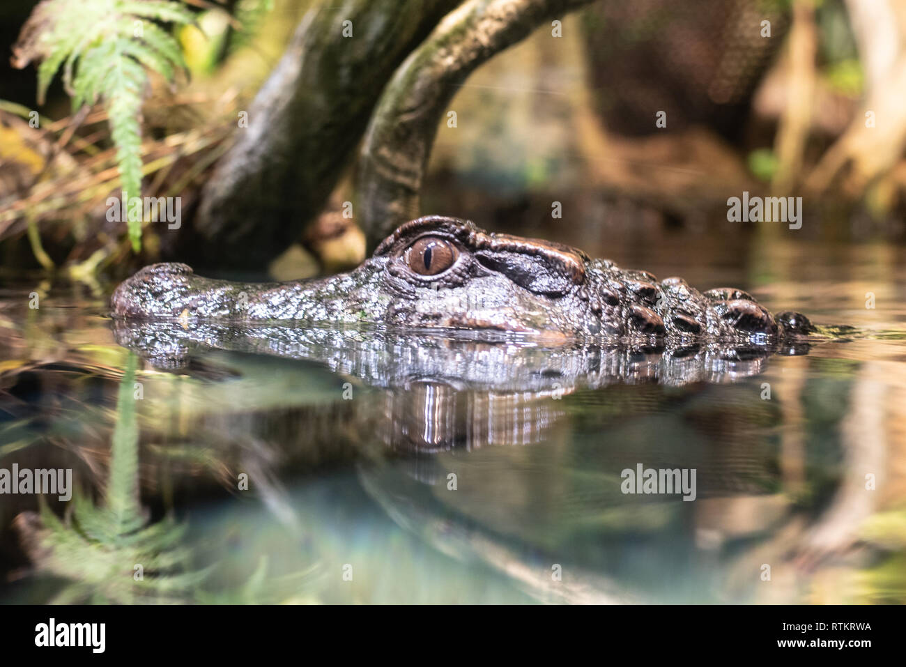 Glatte Fassade Kaiman (Paleosuchus trigonatus) ist die zweite kleinste ...