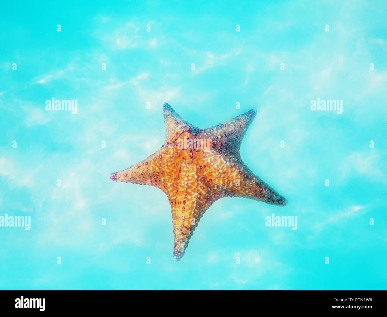 Seesterne im pool -Fotos und -Bildmaterial in hoher Auflösung – Alamy