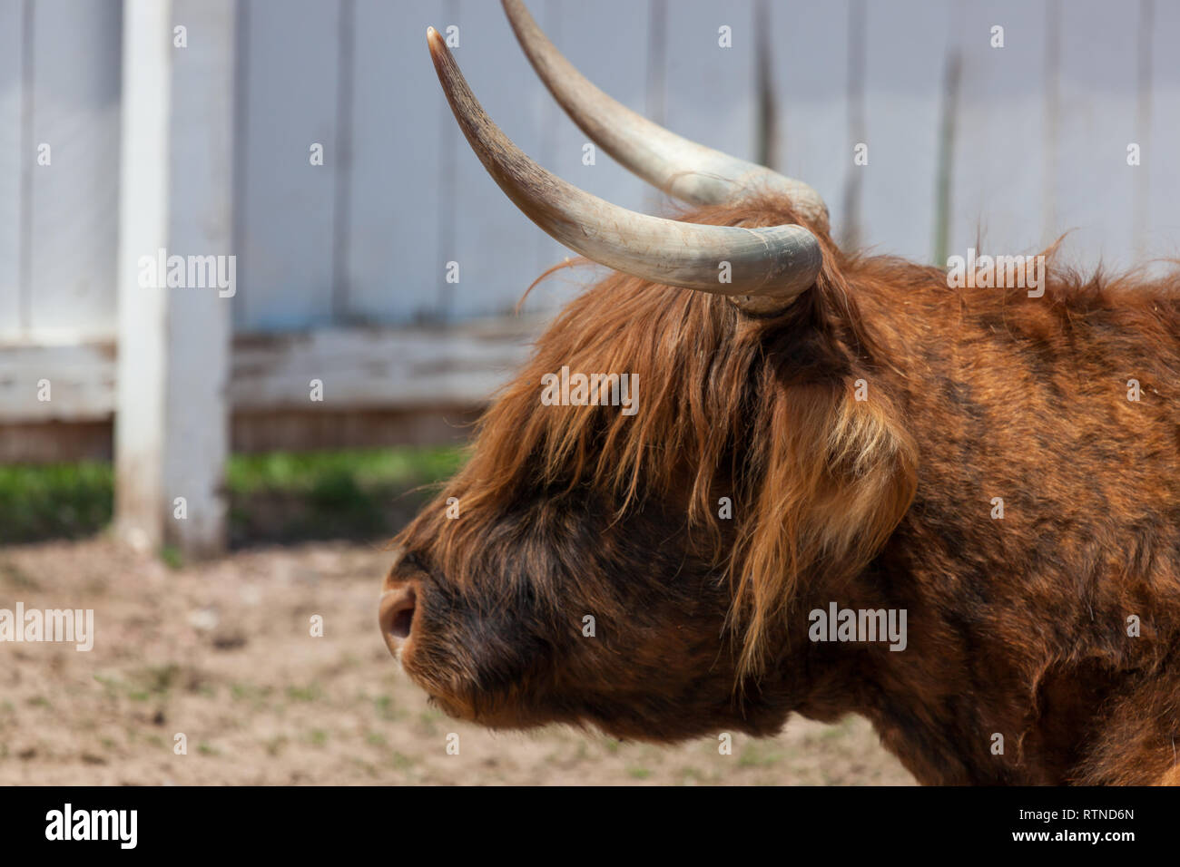 Ein Highland Kuh mit großen Hörnern und marmoriert rot und schwarz Fell ...