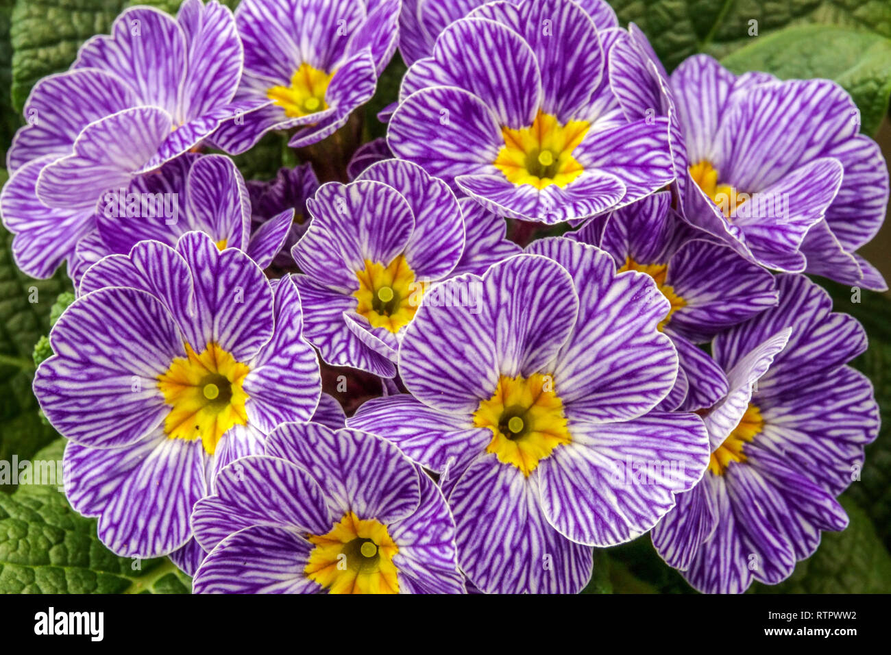 Blaue primel -Fotos und -Bildmaterial in hoher Auflösung – Alamy