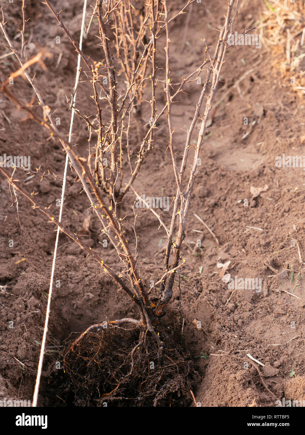 Rote Berberitze (Berberis thunbergii 'Atropurpurea') als Hecke in den ...