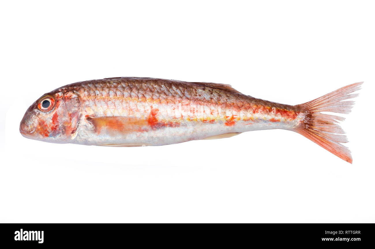 Rotbarben gericht -Fotos und -Bildmaterial in hoher Auflösung – Alamy