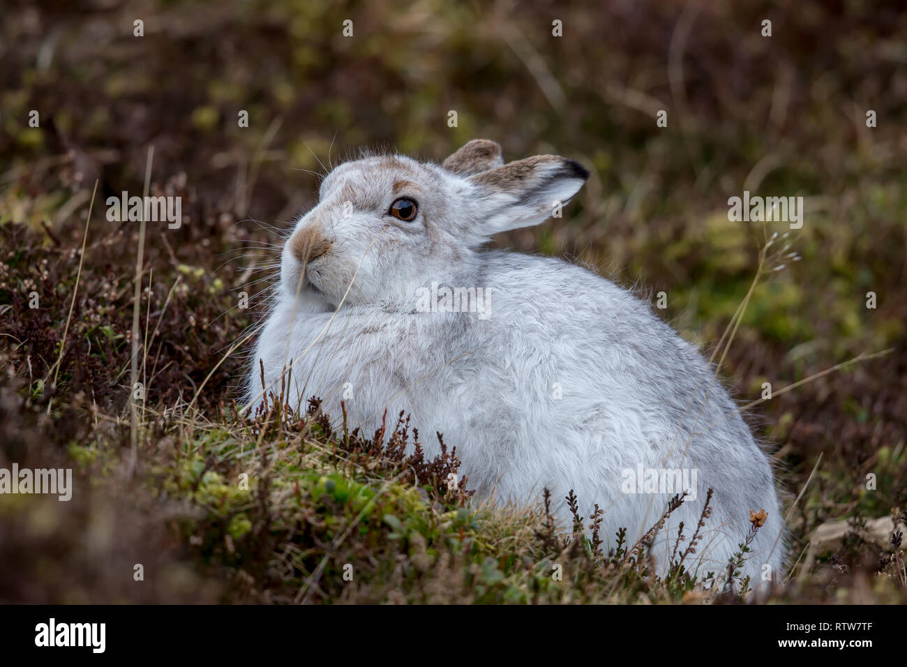 Der Schneehase, auch als weisser Hase, Schneehase, alpine Hase genannt ...