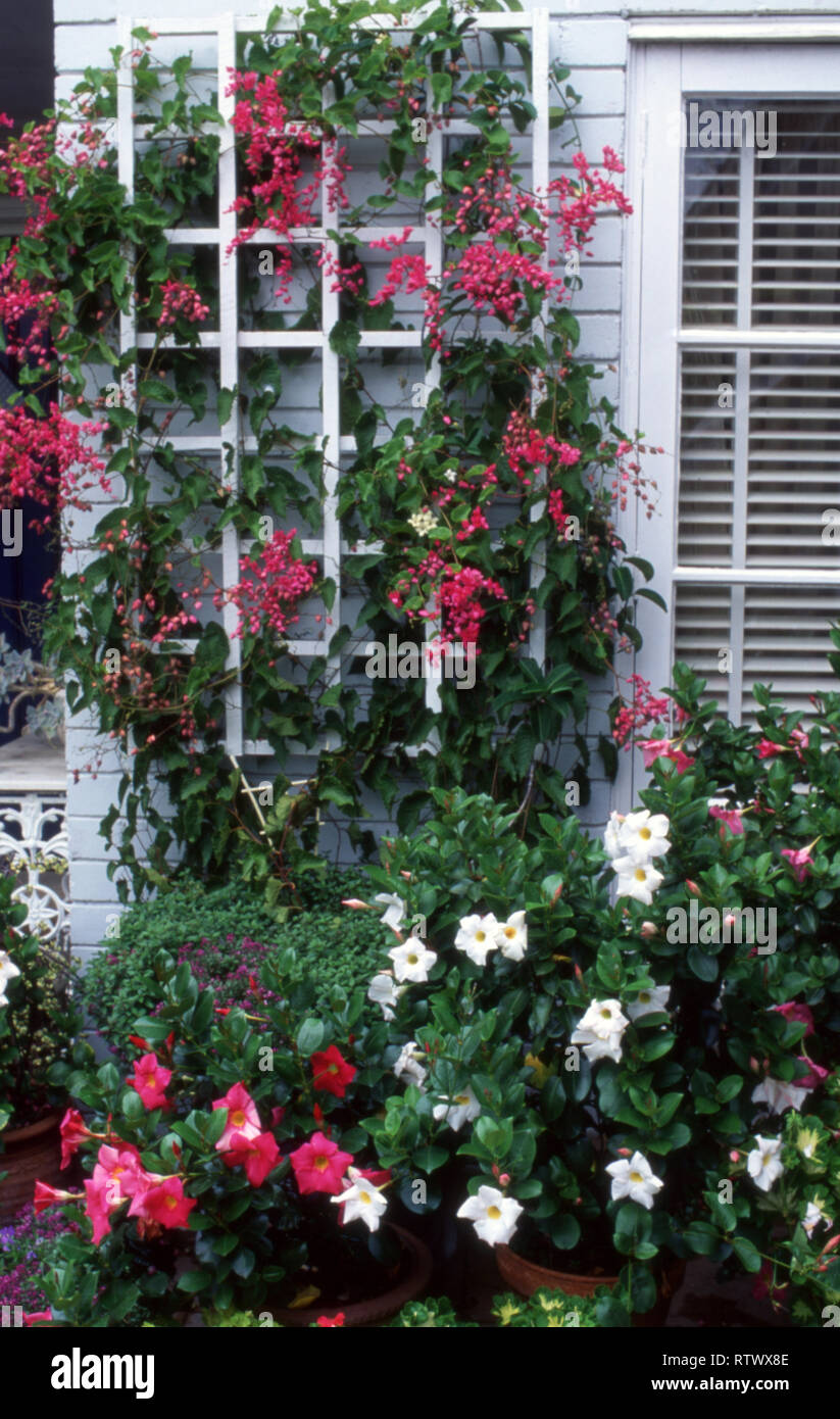 Mandevilla splendens -Fotos und -Bildmaterial in hoher Auflösung – Alamy