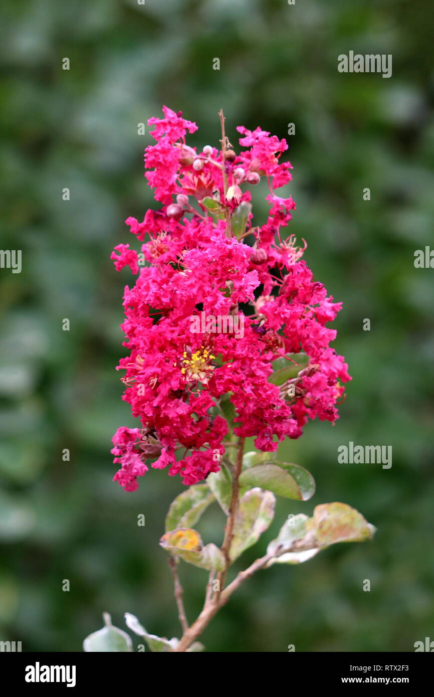 Crape myrtle tree lagerstroemia indica -Fotos und -Bildmaterial in ...