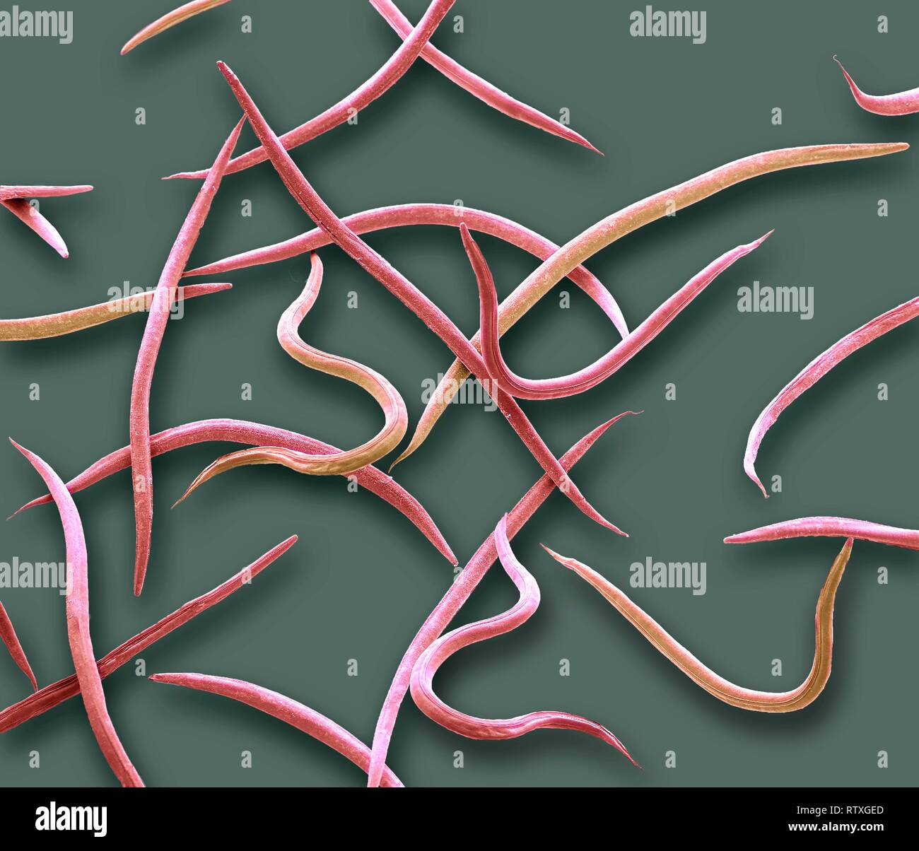 Phasmarhabditis hermaphrodita. Farbige Scanning Electron Micrograph ...
