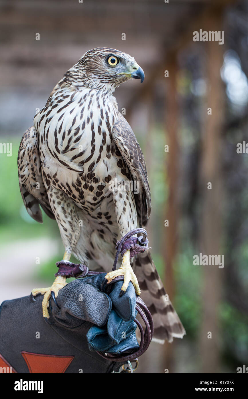 Hawk training -Fotos und -Bildmaterial in hoher Auflösung – Alamy