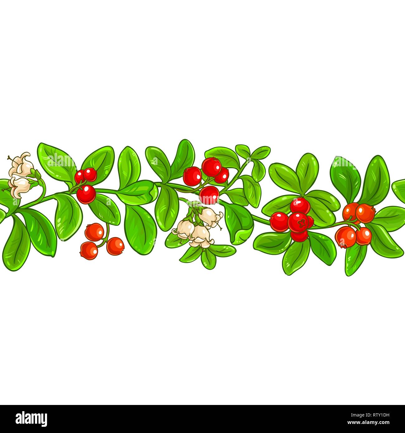 Cowberry vektor vektoren -Fotos und -Bildmaterial in hoher Auflösung ...