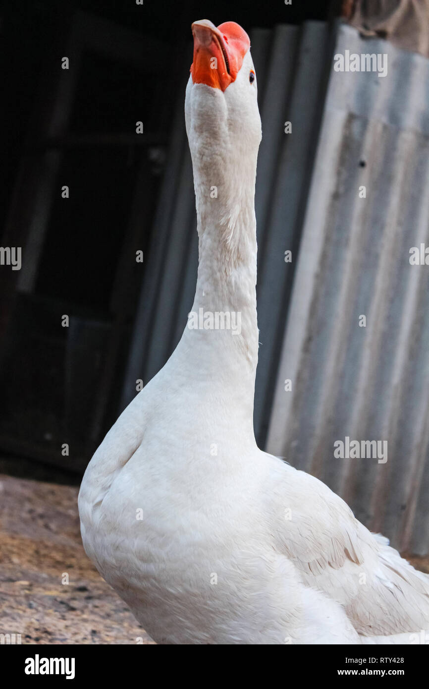 Lustig aussehende weiße gans -Fotos und -Bildmaterial in hoher ...