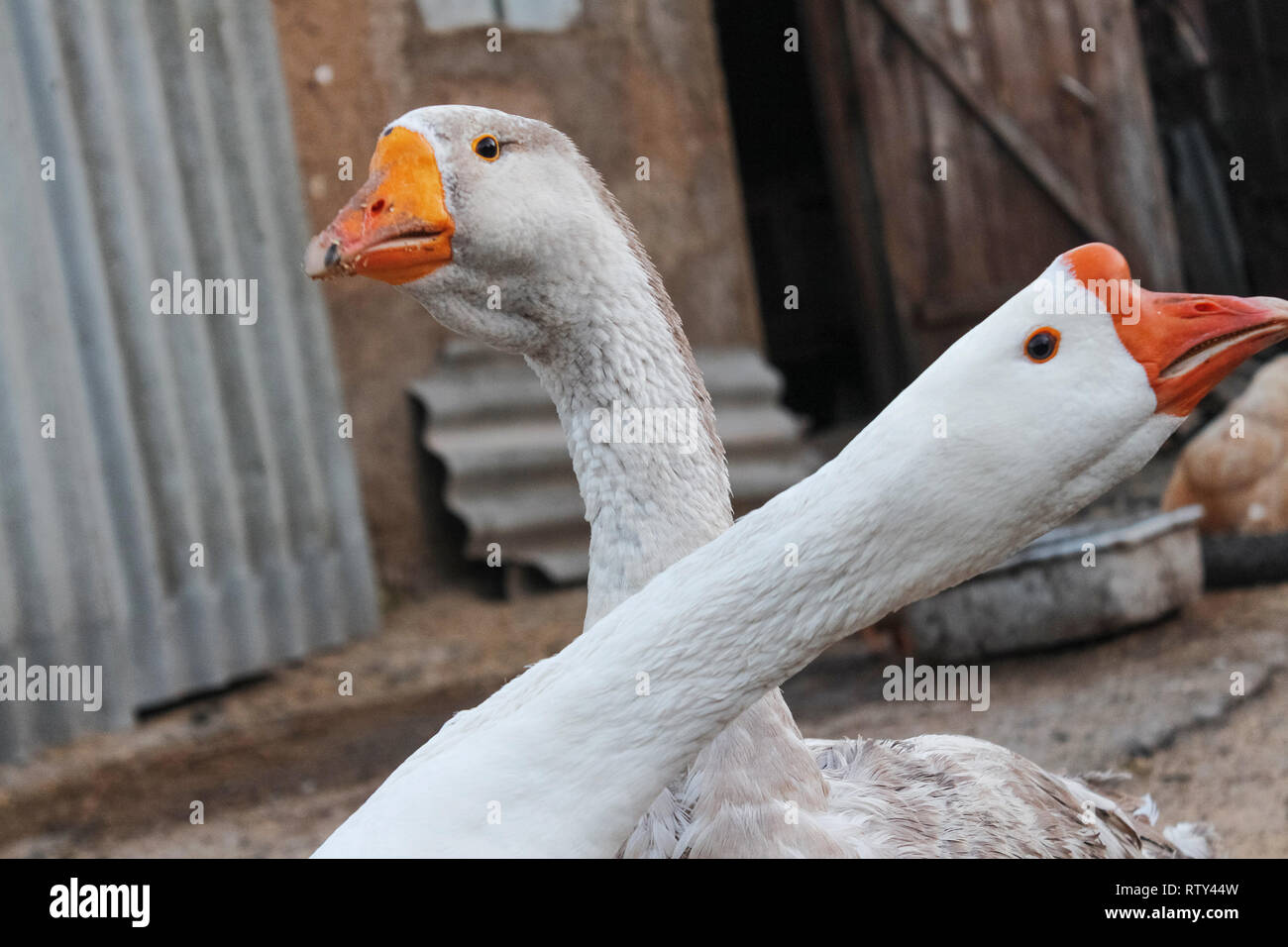 Lustig aussehende weiße gans -Fotos und -Bildmaterial in hoher ...
