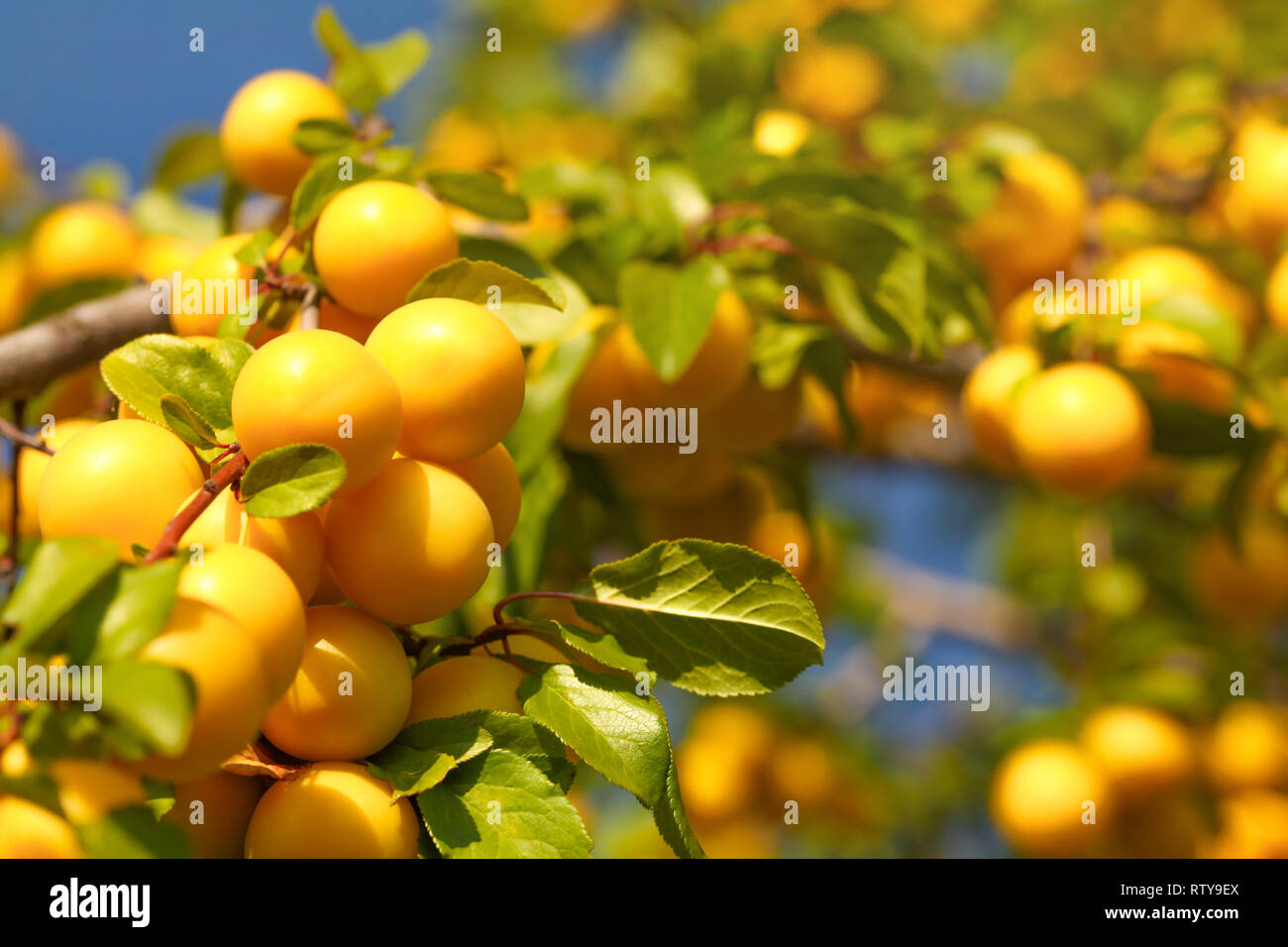 Wilde mirabelle -Fotos und -Bildmaterial in hoher Auflösung – Alamy