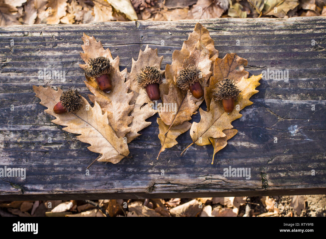 Reife Eicheln und Laub der Türkei eiche/Quercus cerris in Kosutnjak ...