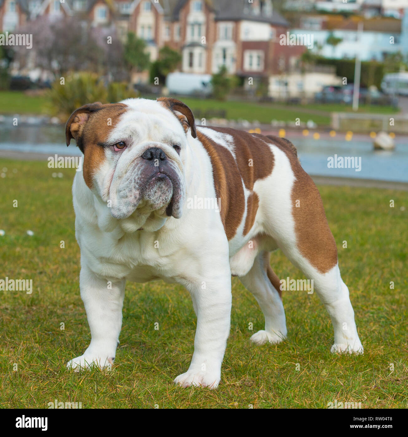 Britische bulldogge am strand -Fotos und -Bildmaterial in hoher ...