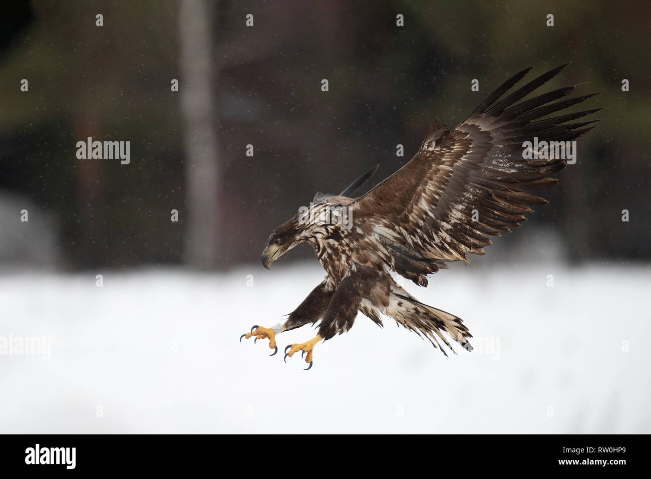 Hochfliegende adler Stockfotos und -bilder Kaufen - Alamy