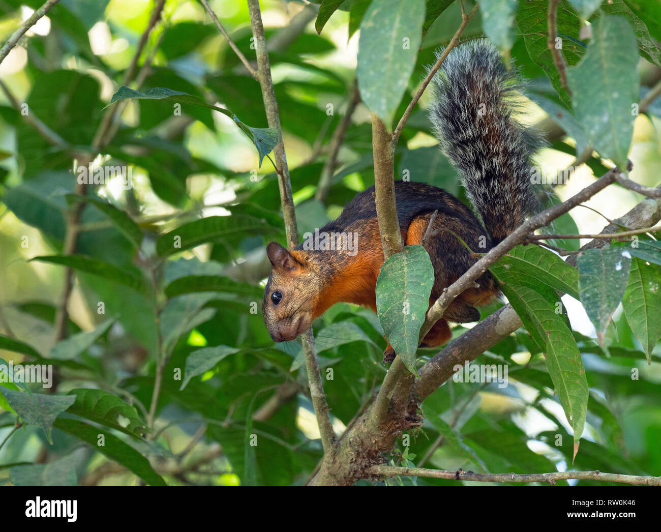 Panama rodent -Fotos und -Bildmaterial in hoher Auflösung – Alamy