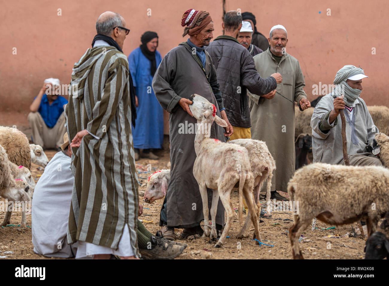 Slaughter male sheep -Fotos und -Bildmaterial in hoher Auflösung – Alamy