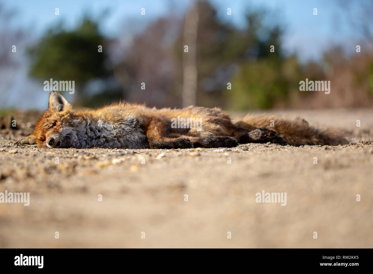 Dead european red fox vulpes -Fotos und -Bildmaterial in hoher ...