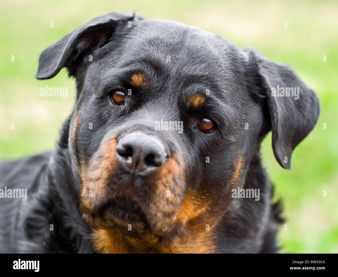 Rottweiler aggressive -Fotos und -Bildmaterial in hoher Auflösung – Alamy