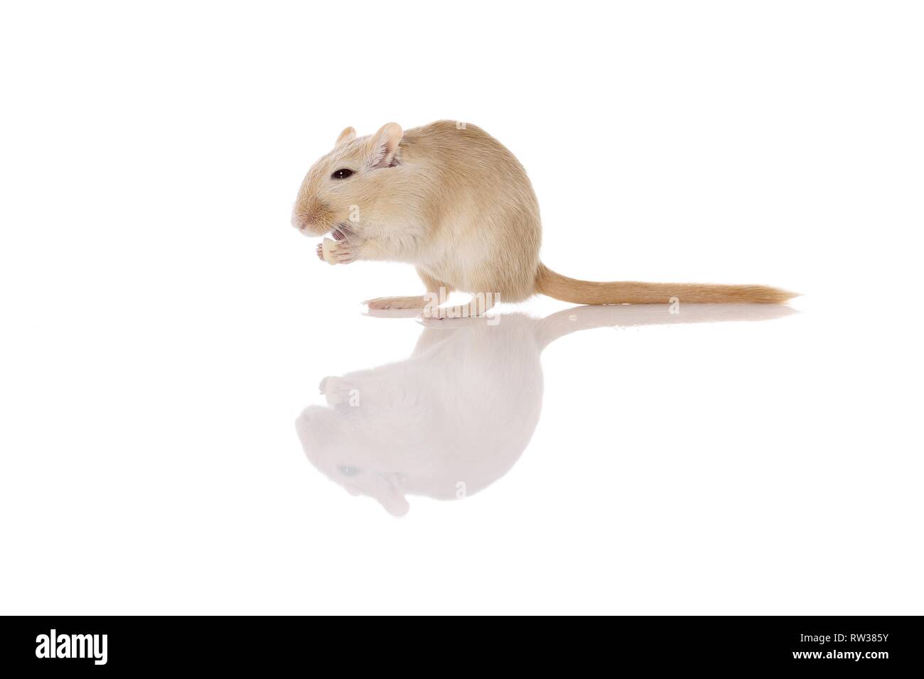 Domestizierte rennmaus Ausgeschnittene Stockfotos und -bilder - Alamy