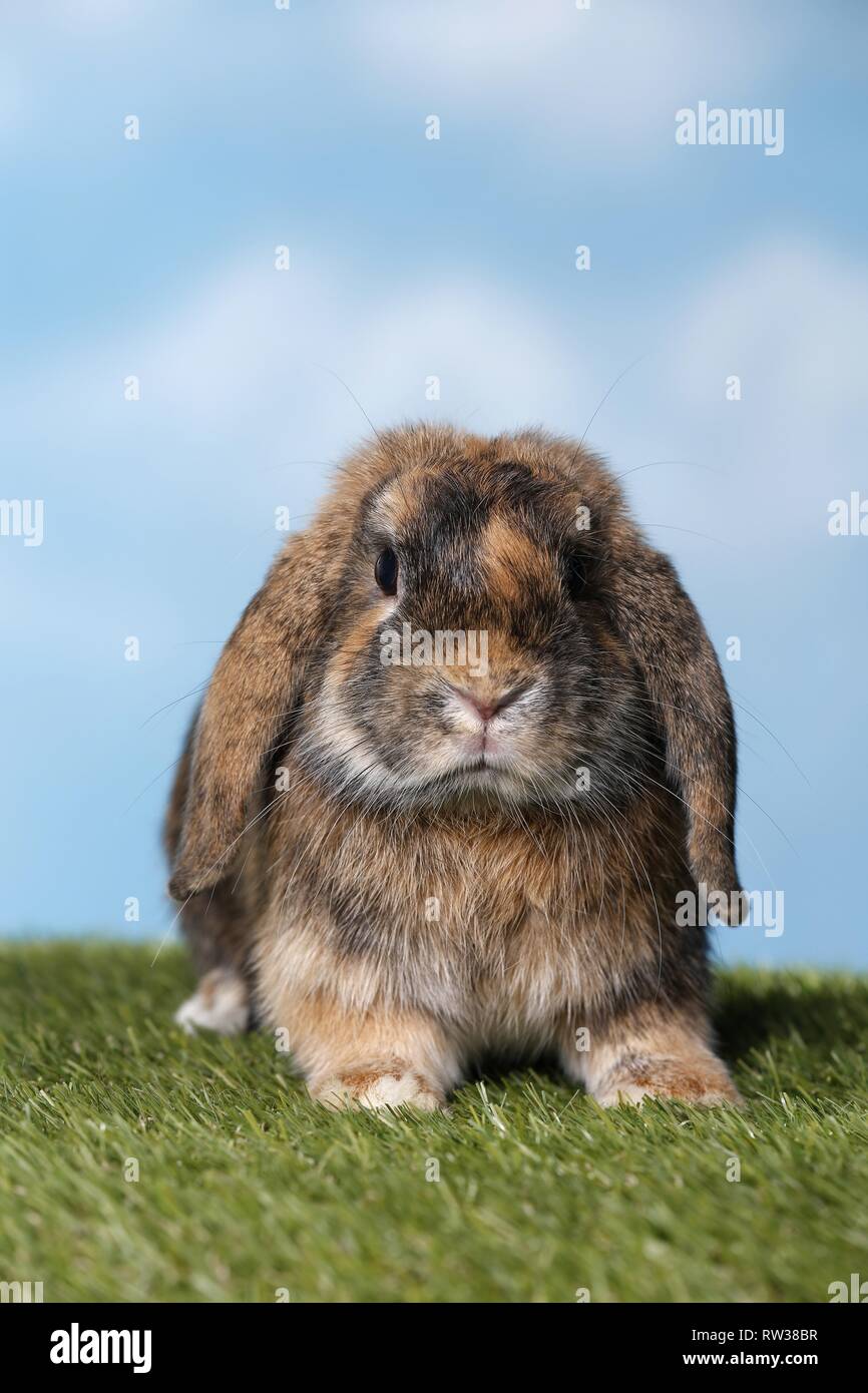 Schlappohren Kaninchen Stockfotos und -bilder Kaufen - Alamy