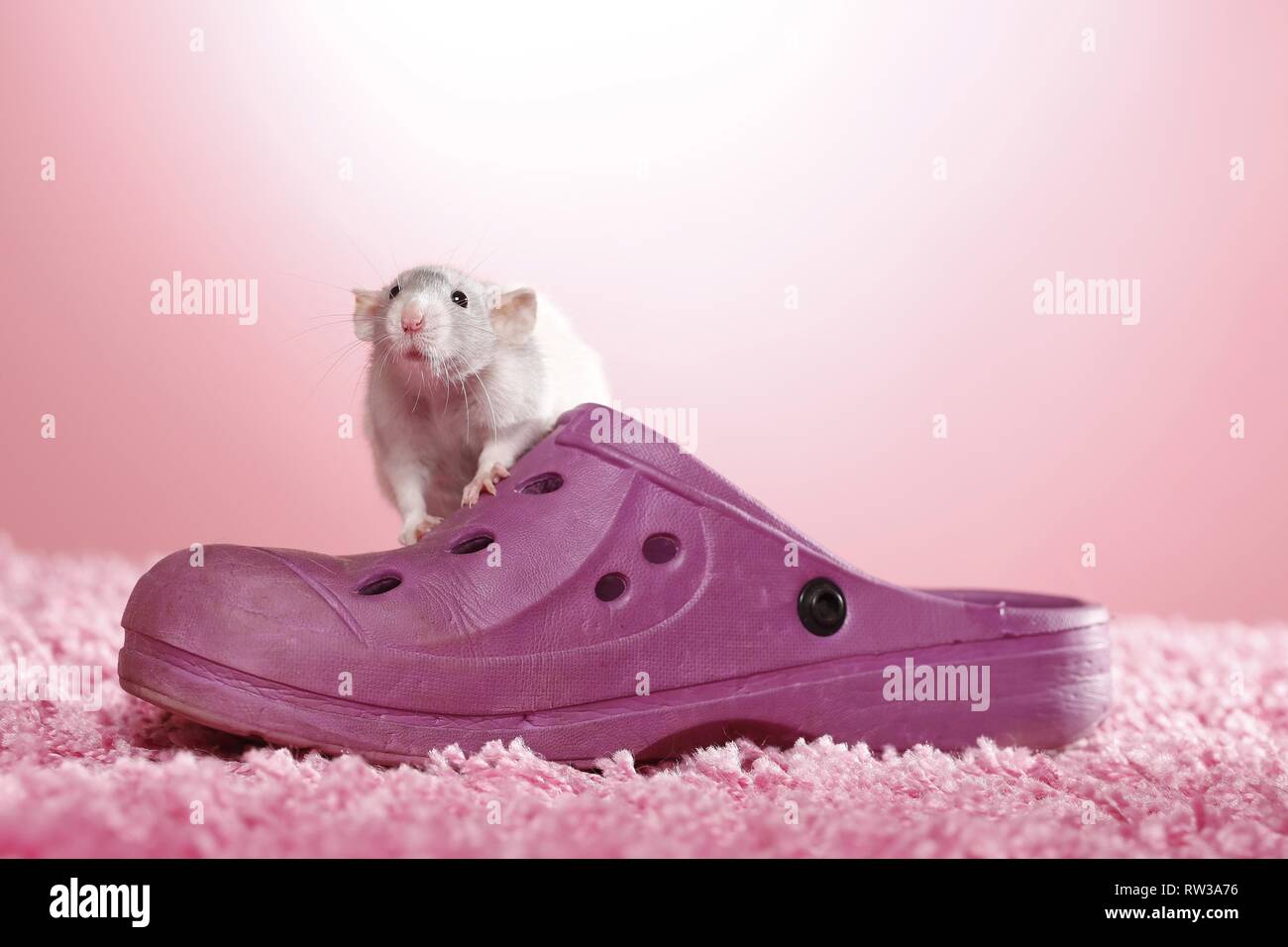Weiße dumbo ratten -Fotos und -Bildmaterial in hoher Auflösung – Alamy