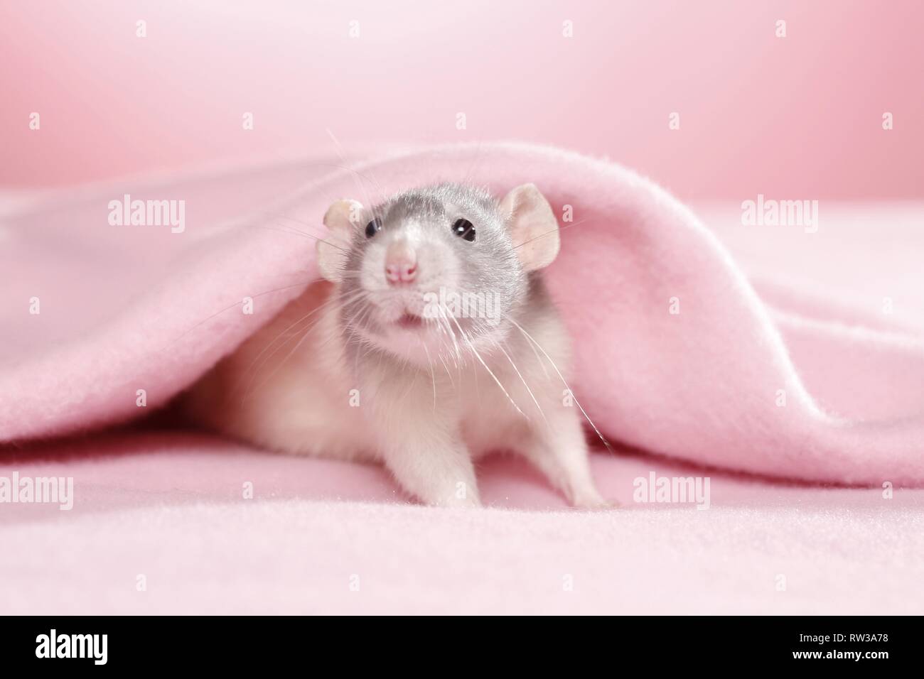 Weiße dumbo ratten -Fotos und -Bildmaterial in hoher Auflösung – Alamy