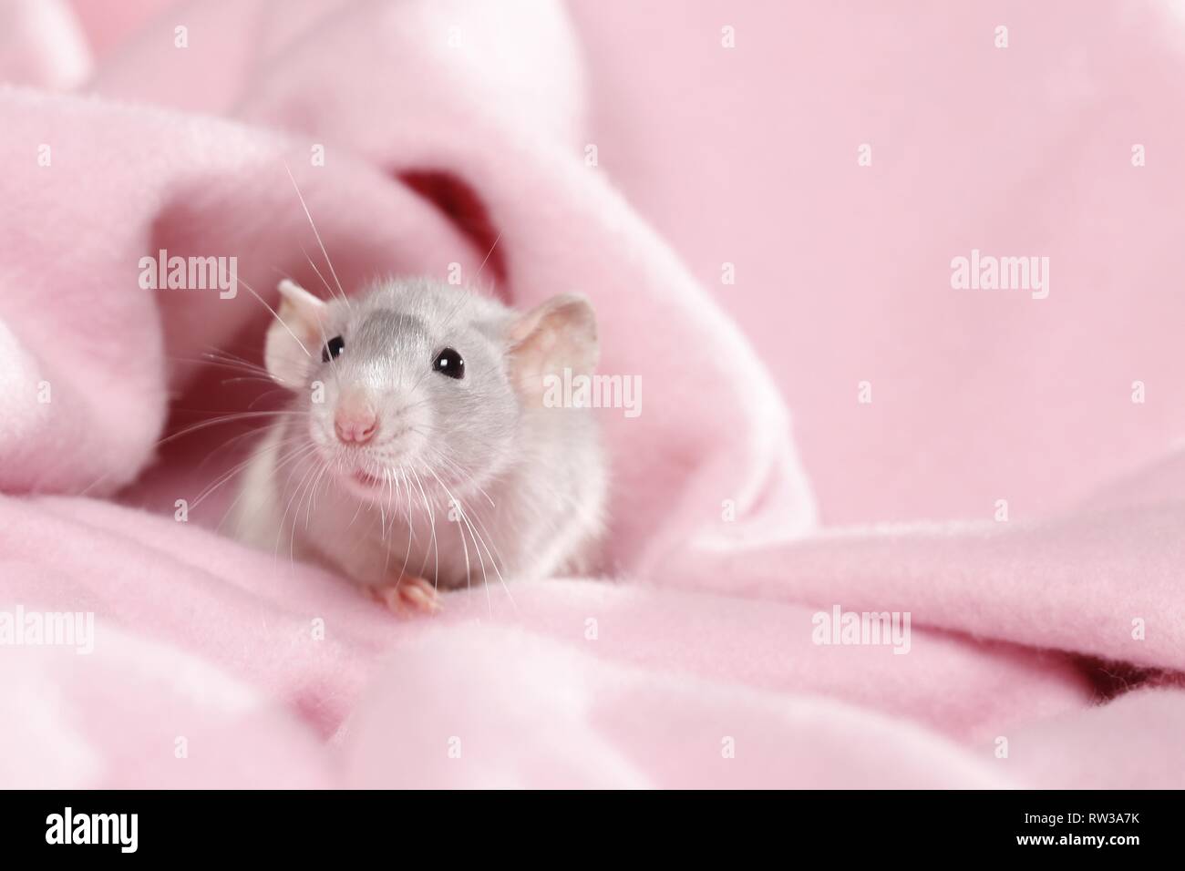 Weiße dumbo ratten -Fotos und -Bildmaterial in hoher Auflösung – Alamy