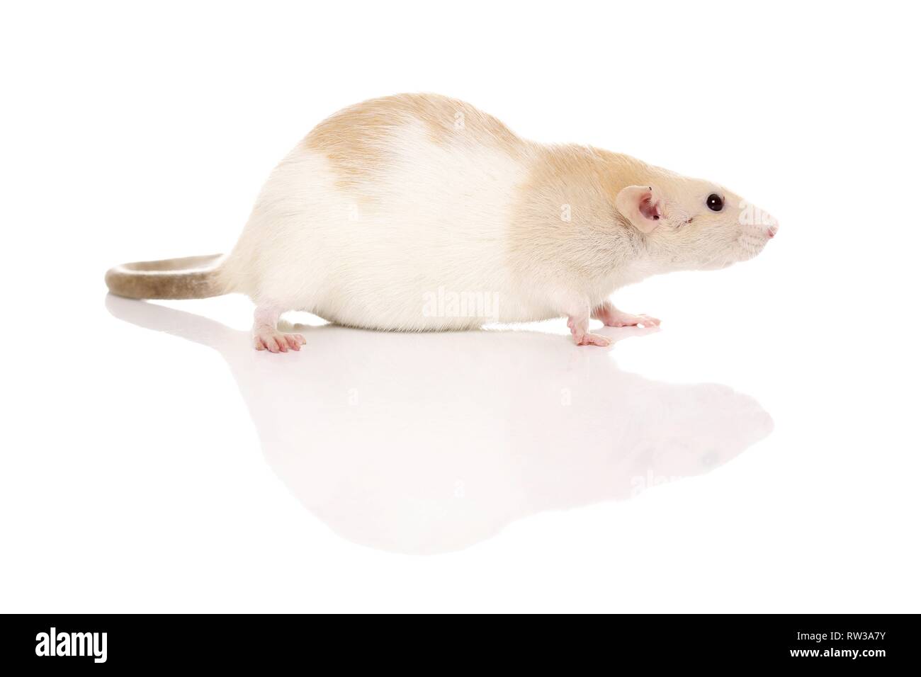 Dumbo ratte -Fotos und -Bildmaterial in hoher Auflösung – Alamy