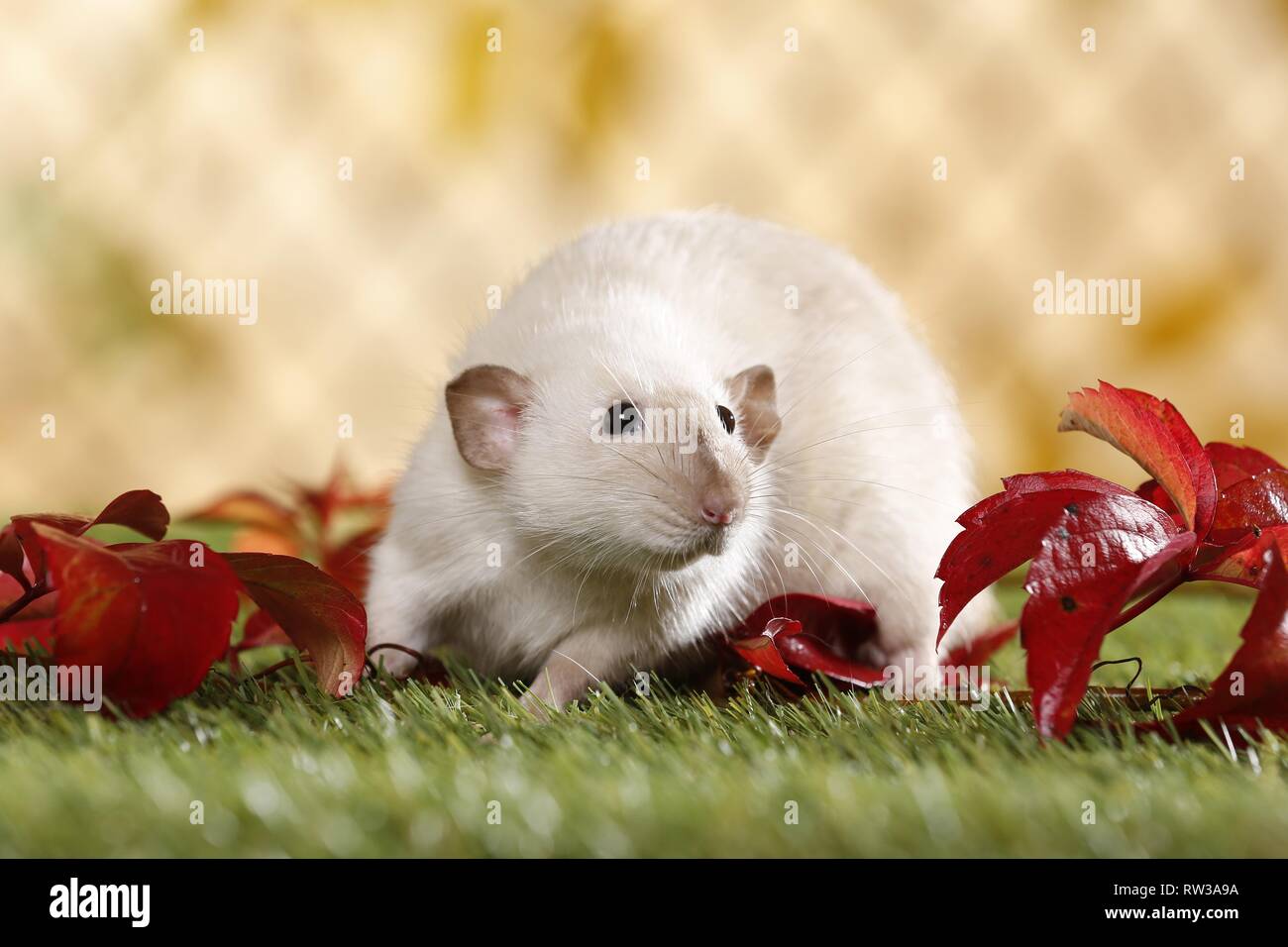 Fallen ratten -Fotos und -Bildmaterial in hoher Auflösung – Alamy