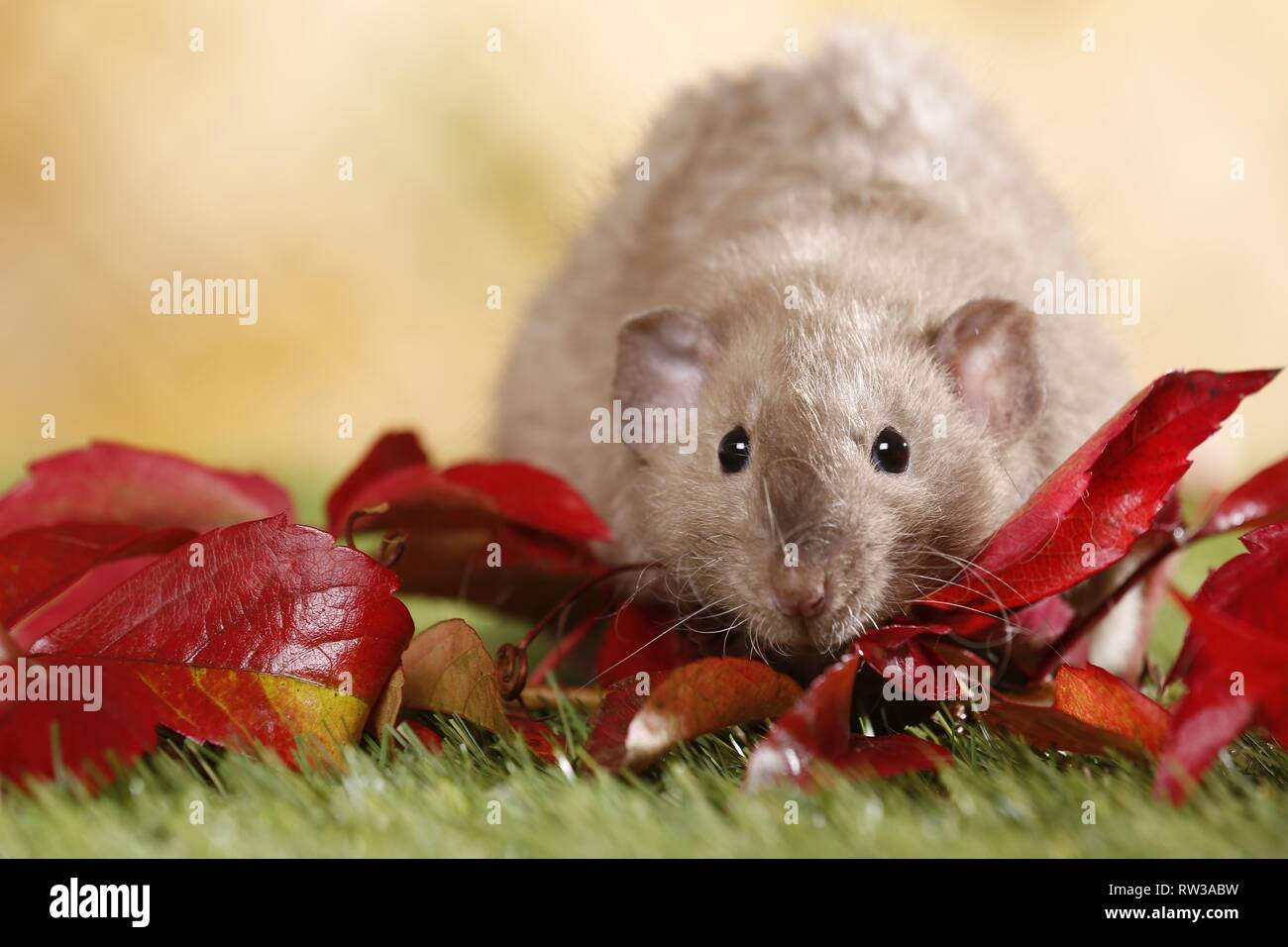 Fallen ratten -Fotos und -Bildmaterial in hoher Auflösung – Alamy