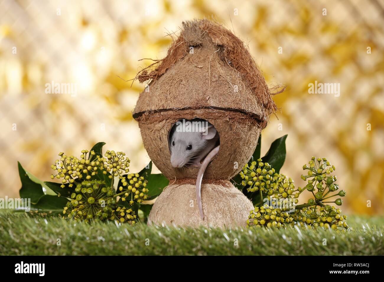 Weiße dumbo ratten -Fotos und -Bildmaterial in hoher Auflösung – Alamy