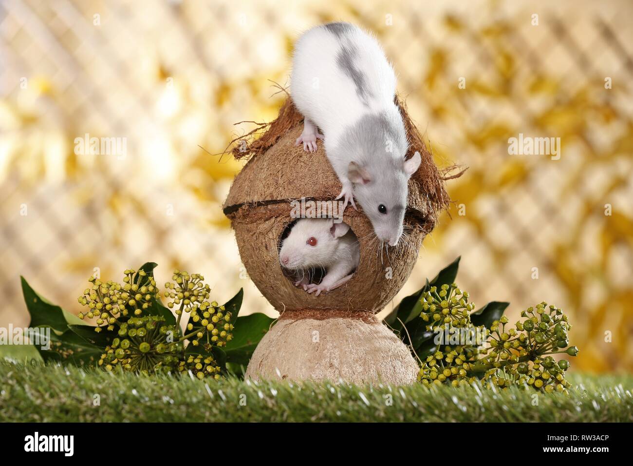 Weiße dumbo ratten -Fotos und -Bildmaterial in hoher Auflösung – Alamy