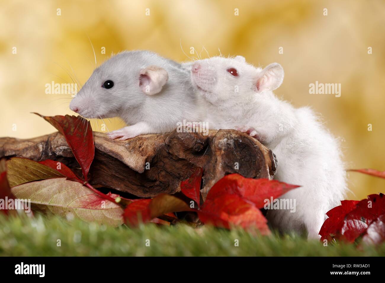 Weiße dumbo ratten -Fotos und -Bildmaterial in hoher Auflösung – Alamy