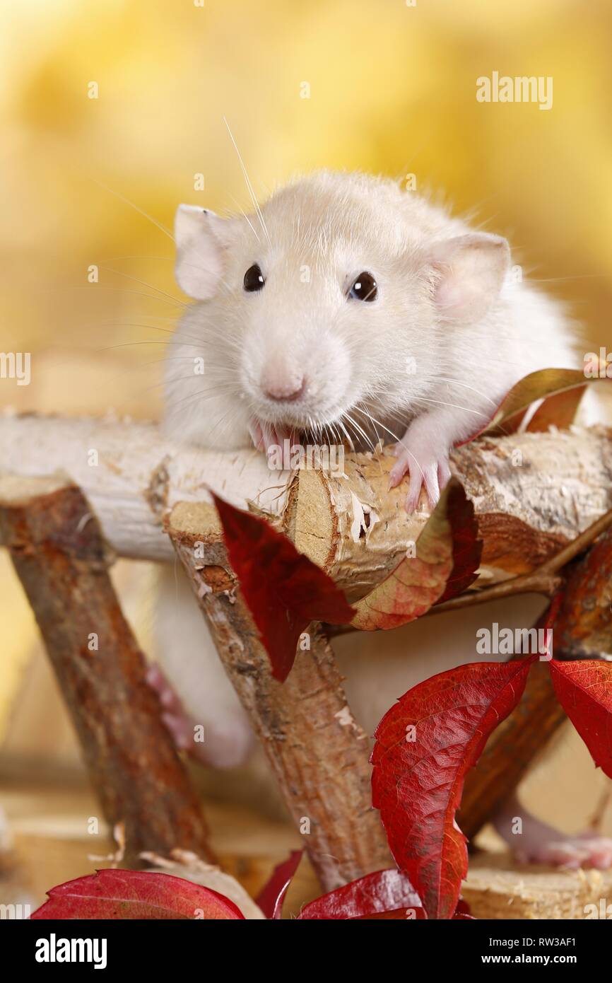 Fallen ratten -Fotos und -Bildmaterial in hoher Auflösung – Alamy