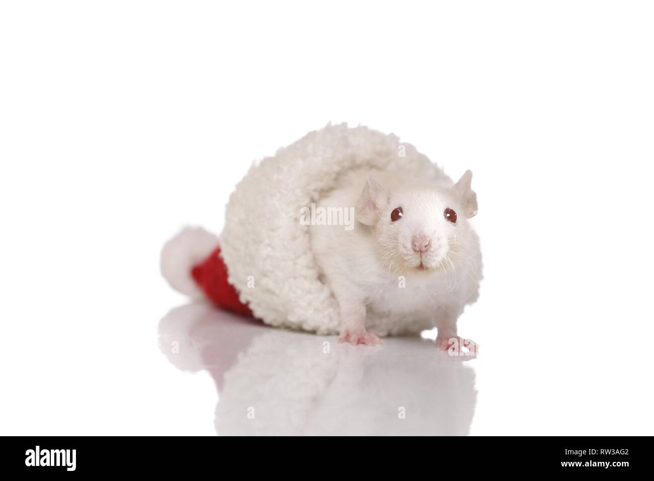 Rote augen ratte Stockfotos und -bilder Kaufen - Alamy