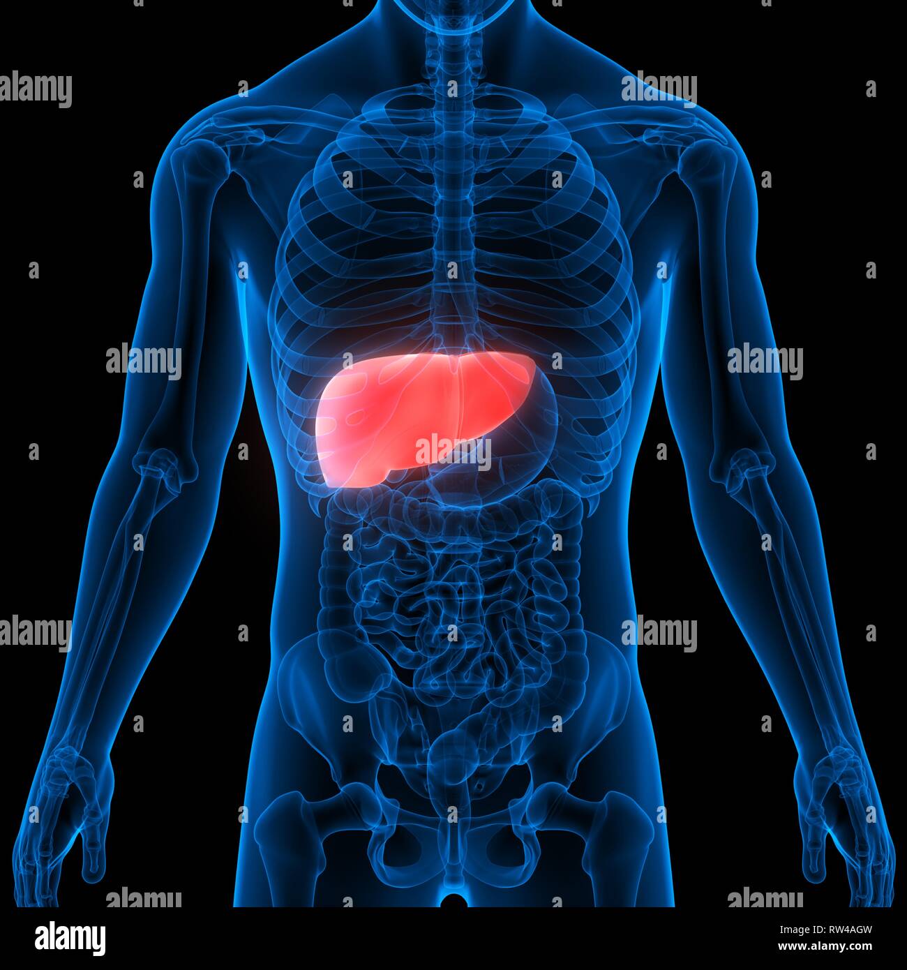 Anatomie der Leber Stockfotografie - Alamy