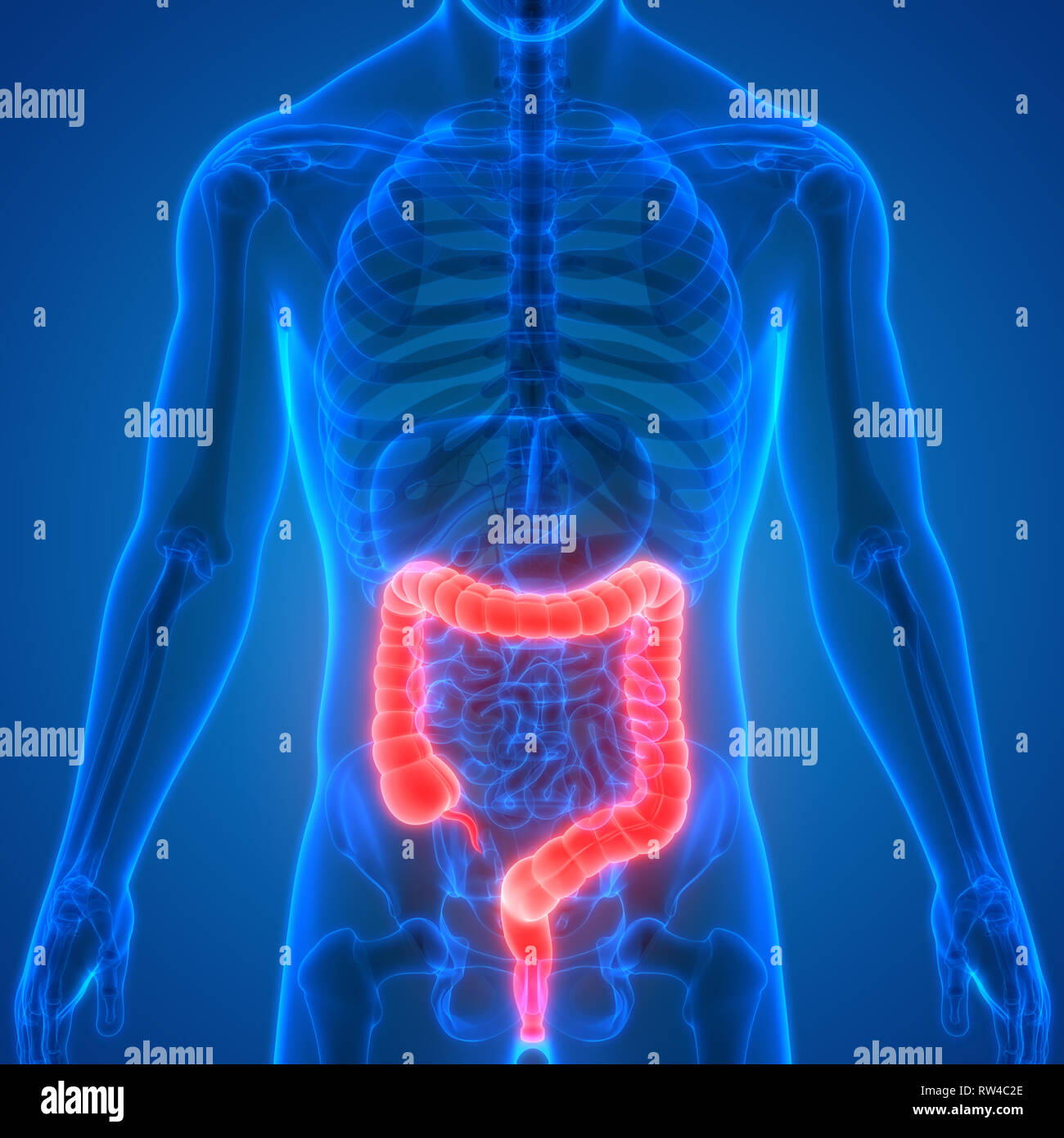 Menschliche Verdauungssystem Dickdarm Anatomie Stockfotografie - Alamy