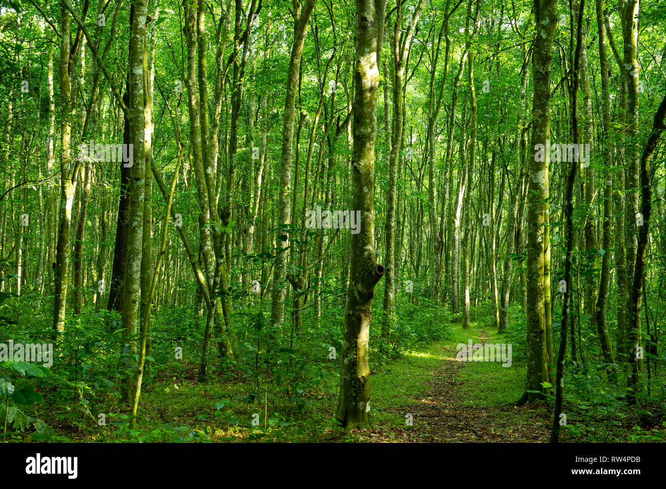 Maramagambo wald Stockfotos und -bilder Kaufen - Alamy