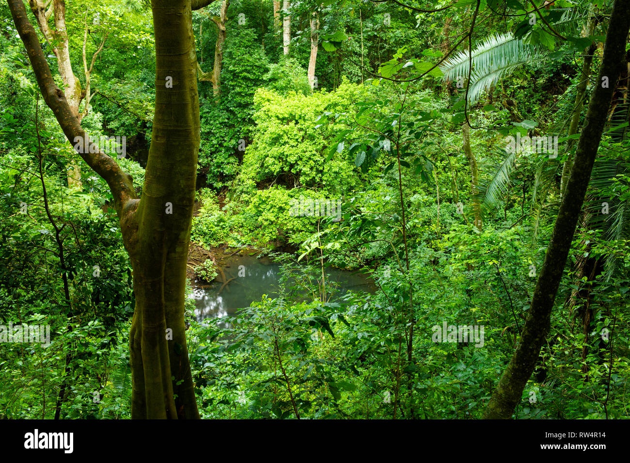 Maramagambo wald Stockfotos und -bilder Kaufen - Alamy