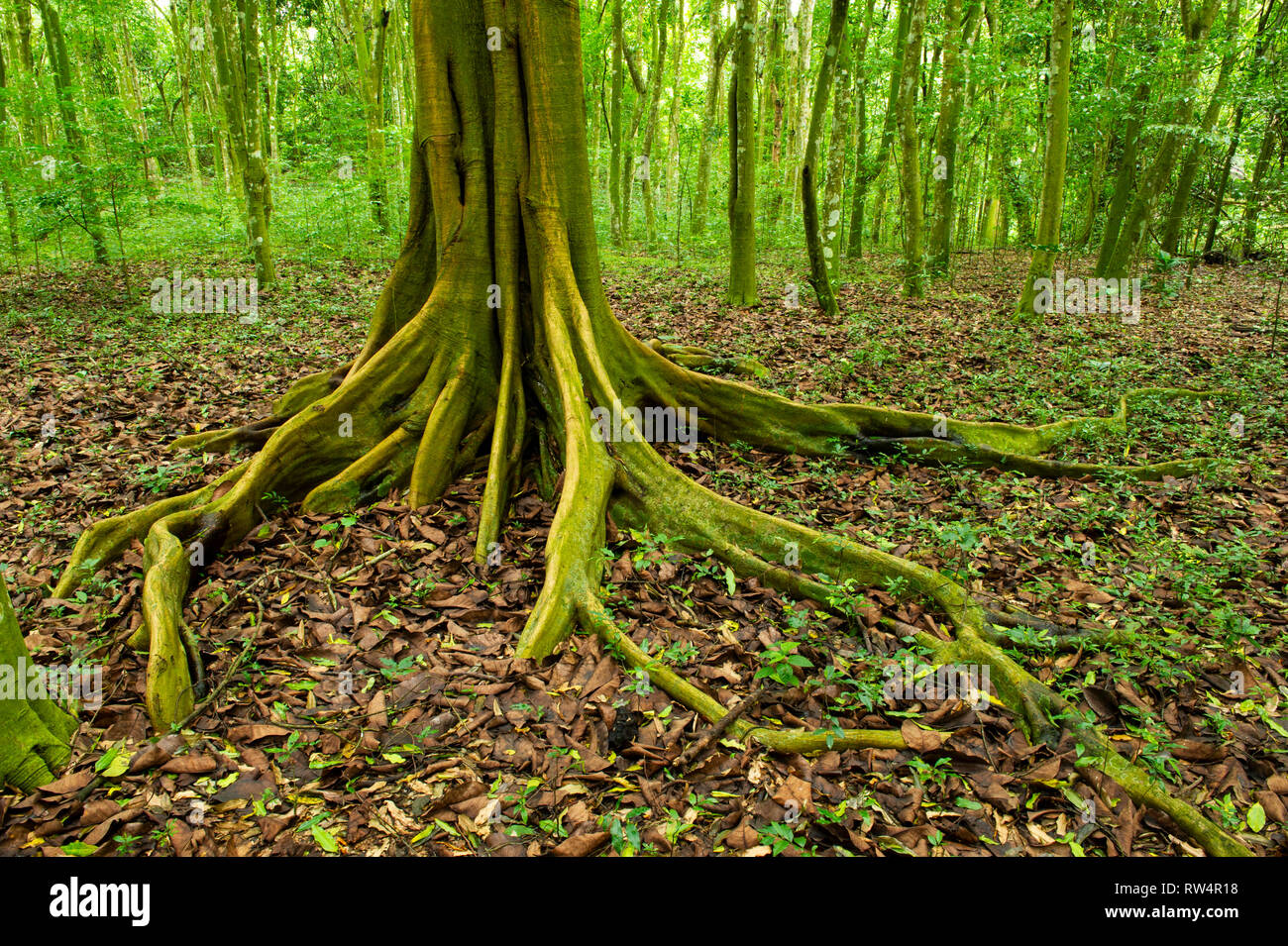 Maramagambo wald Stockfotos und -bilder Kaufen - Alamy