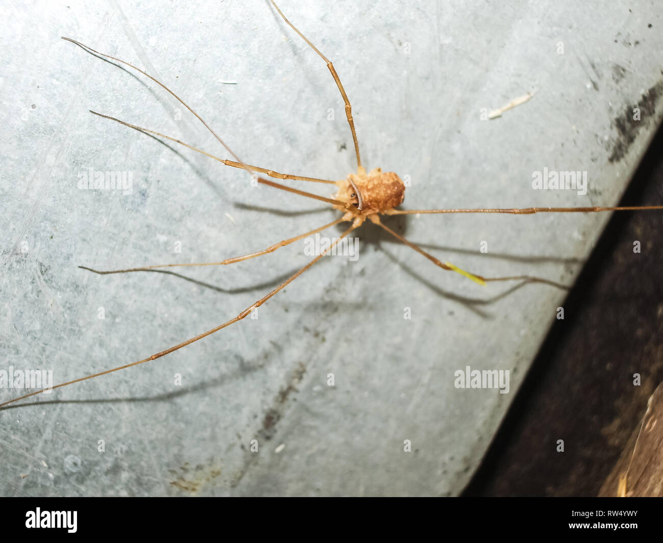 Weberknechte, opiliones, Daddy longlegs Opiliones weberknechte Daddy ...